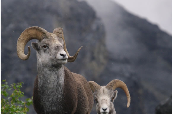 Judging Stone's Sheep | Stone's Sheep Hunting Tips | Aging Stone Sheep ...