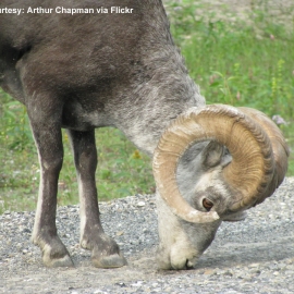 Judging Stone's Sheep | Stone's Sheep Hunting Tips | Aging Stone Sheep ...