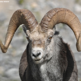 Judging Stone's Sheep | Stone's Sheep Hunting Tips | Aging Stone Sheep ...