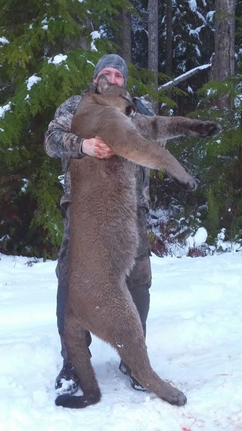 Vancouver Island Cougar Hunt Nice Tom Dec 2016 | BC Hunting Blog | BC ...