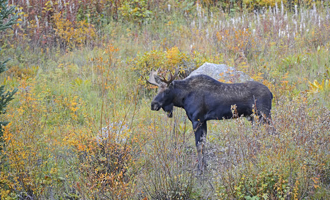 Factors Affecting Moose Populations in Central BC | BC Hunting Blog ...