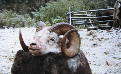 stone sheep | BC Hunting Blog | BC Hunting News & Information